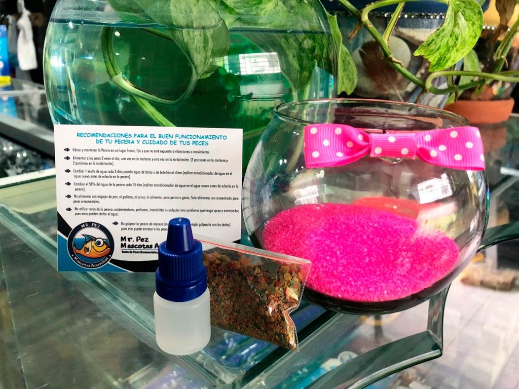 Kit B1 Pecera Completa (Pecerita de Recordatorio) - www.mrpez.com.co