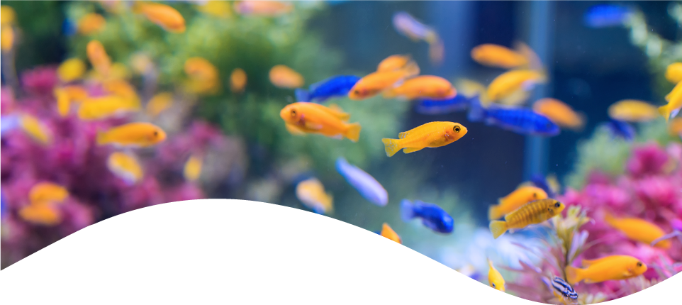 Peces - www.mrpez.com.co
